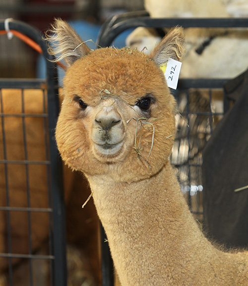 Alpaca Show Syracuse Ny 2020 National Supreme Alpaca Champions