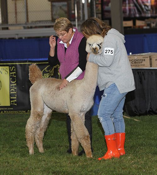 Schedule - Alpaca SHOWTACULAR - Syracuse, NY