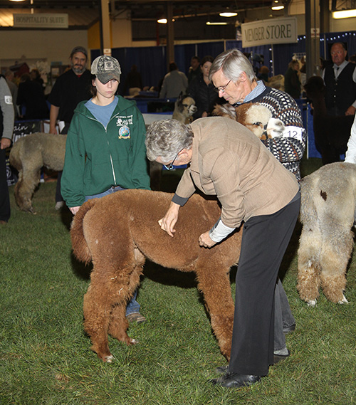 Walking Fleece Show - Alpaca SHOWTACULAR